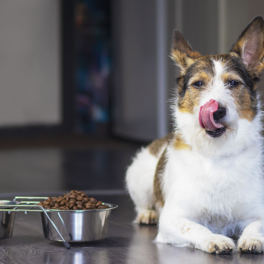 Pet Nutrition Services In Garden City, MI | Garden City Veterinary Hospital